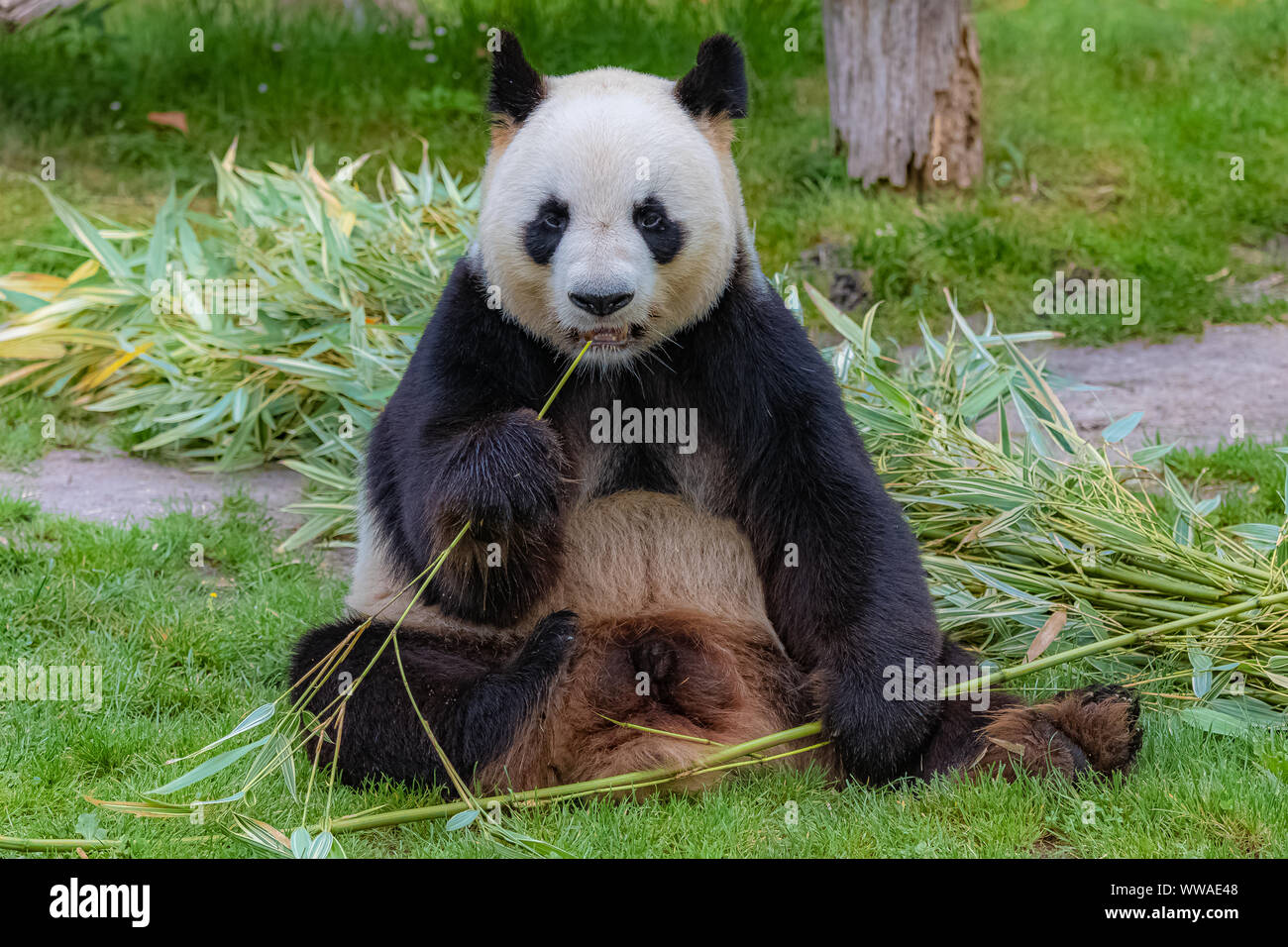 Panda sitting hi-res stock photography and images - Alamy