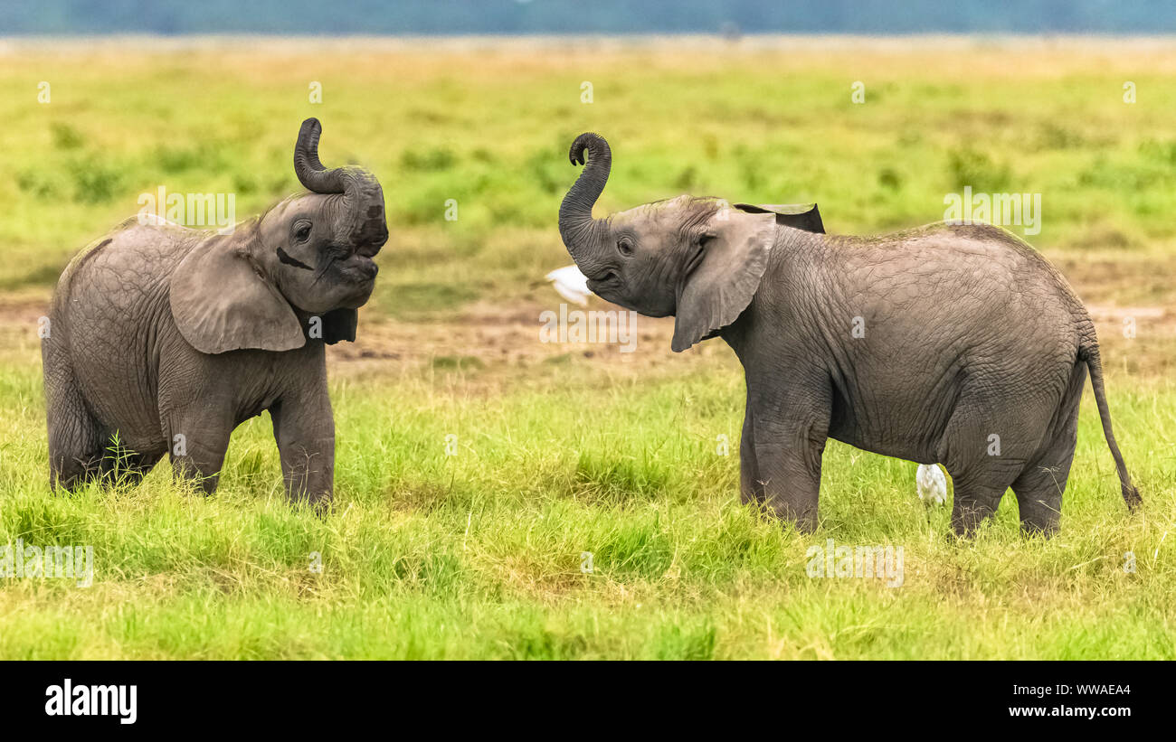 Two young elephants playing together in Africa, cute animals in the ...