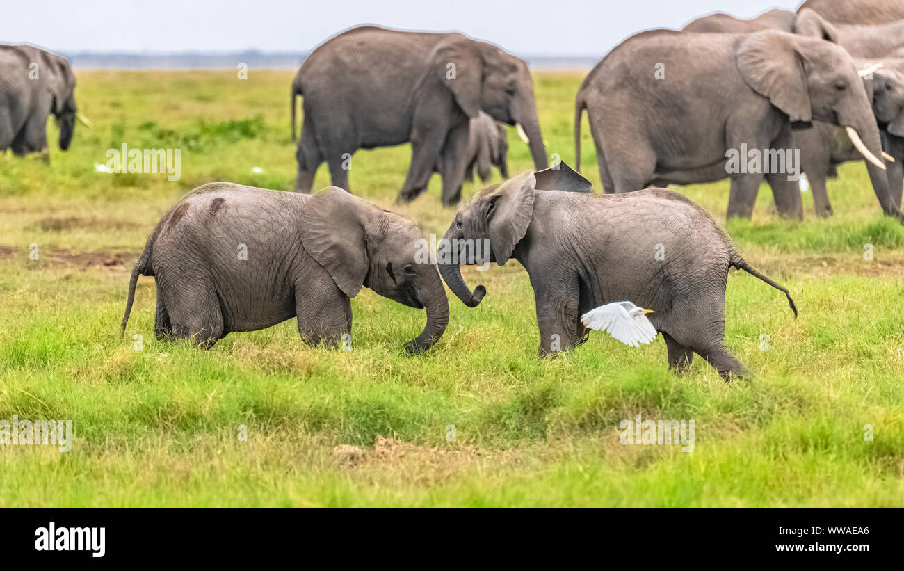 Two young elephants playing together in Africa, cute animals in the ...