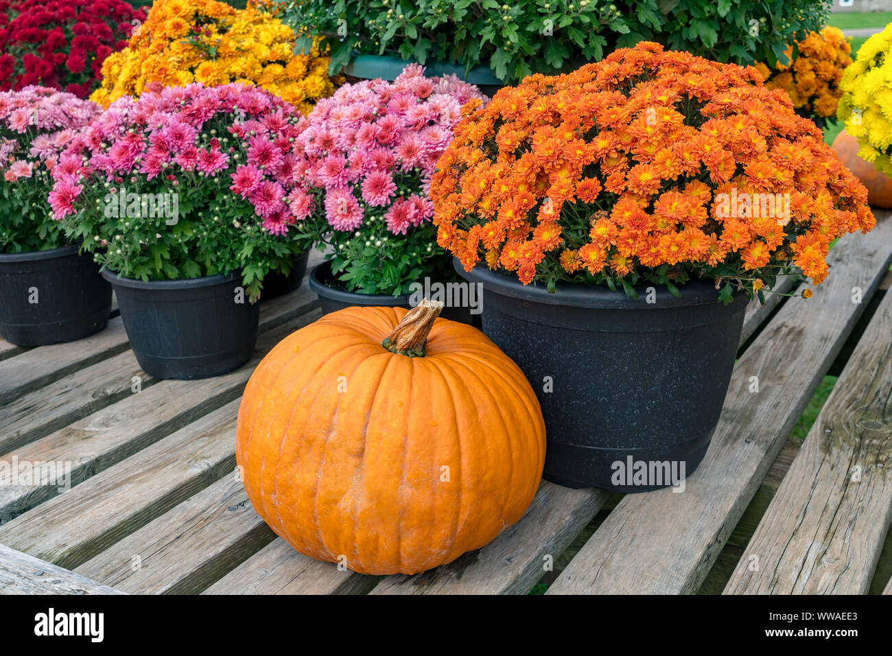 Chrysanthemum plants for autumn displays Stock Photo - Alamy