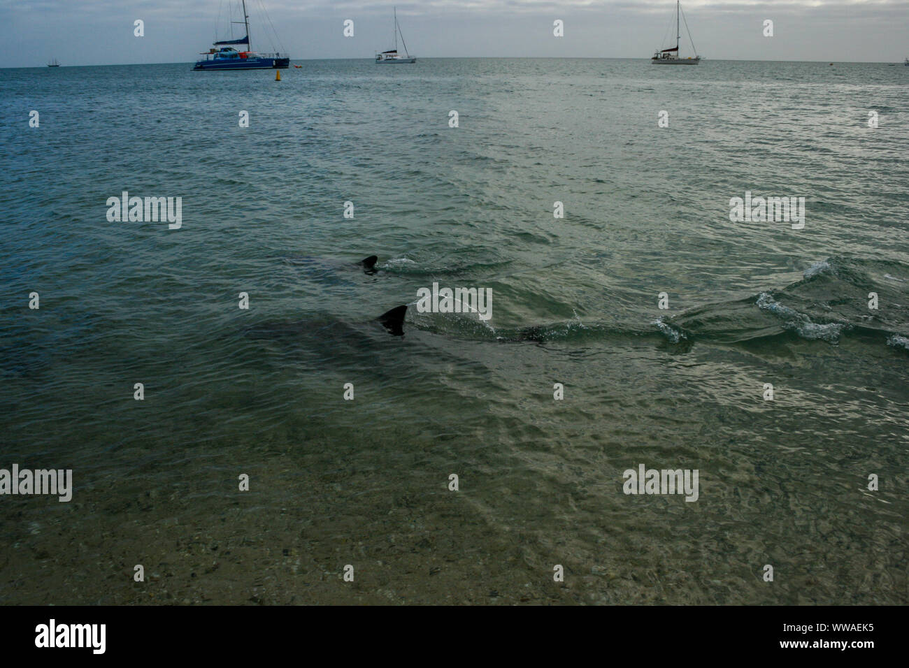 Shark bay australia underwater hi-res stock photography and images - Alamy