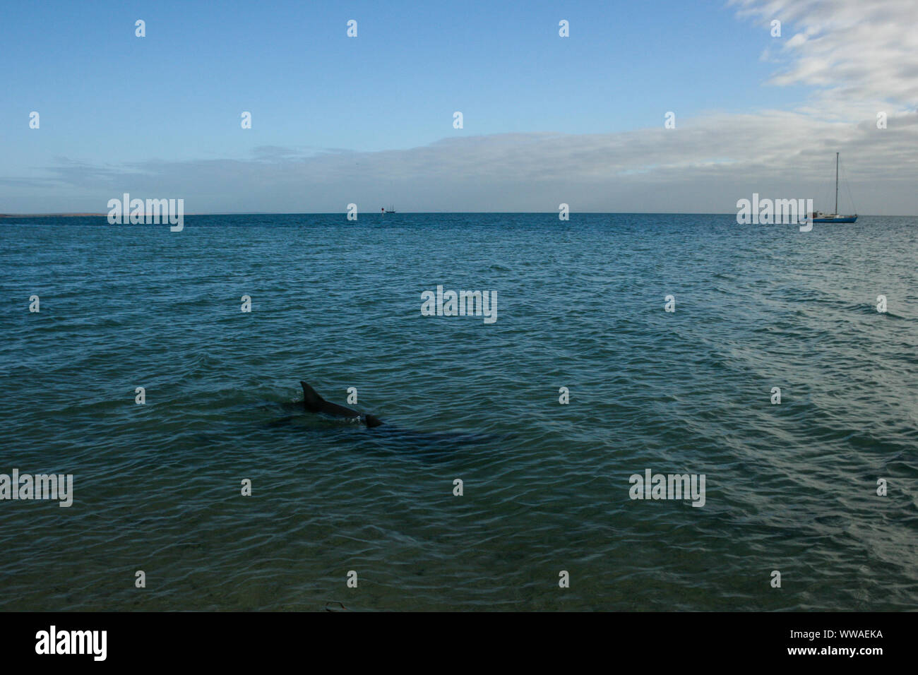 Monkey fish hi-res stock photography and images - Alamy