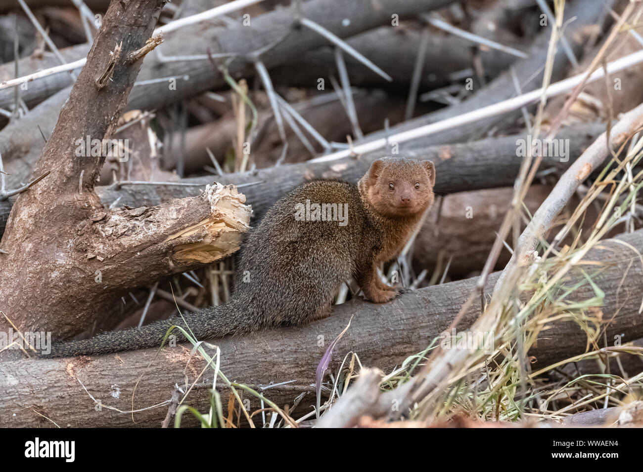 common dwarf mongoose in Africa, Helogale parvula, funny animal ...