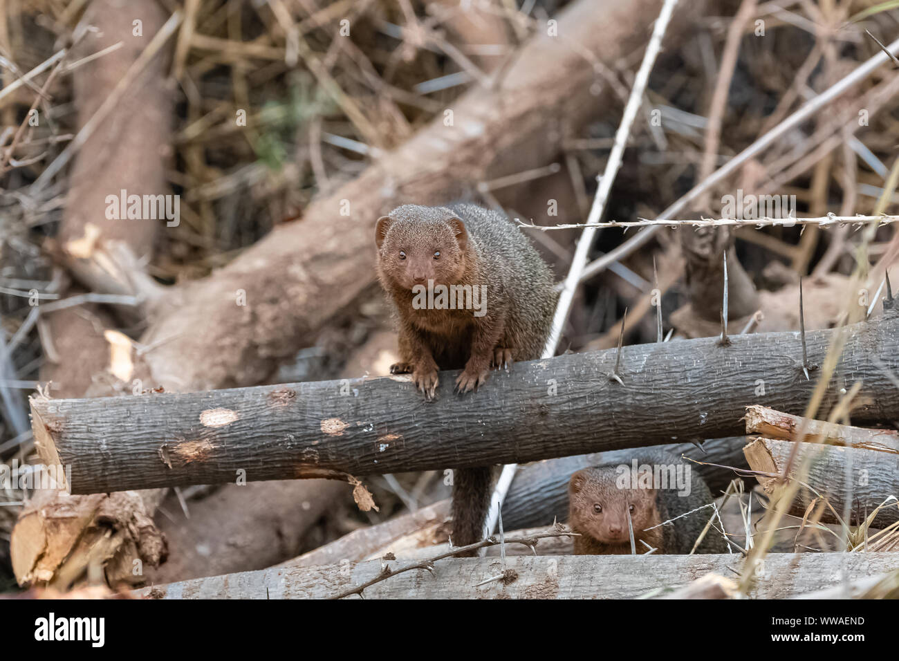 common dwarf mongoose in Africa, Helogale parvula, funny animal ...