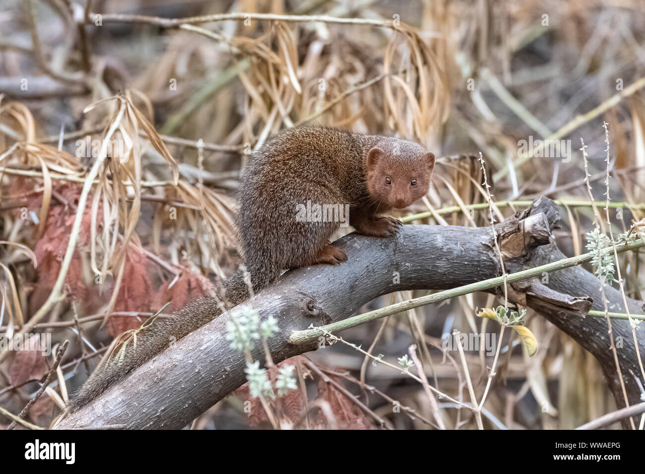 common dwarf mongoose in Africa, Helogale parvula, funny animal ...