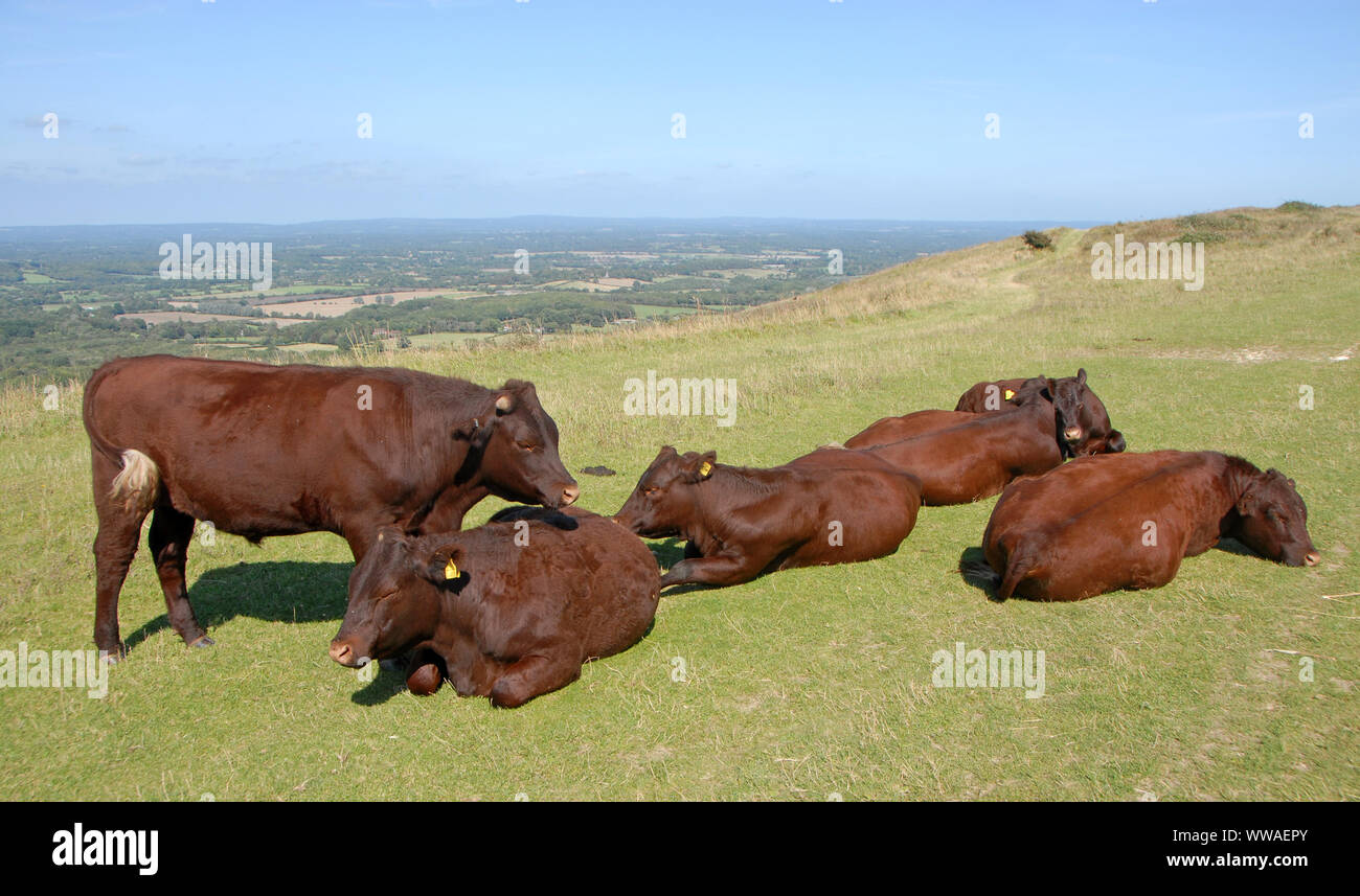 South Downs National Park, Sussex, England, UK. Cows on the South Downs ...