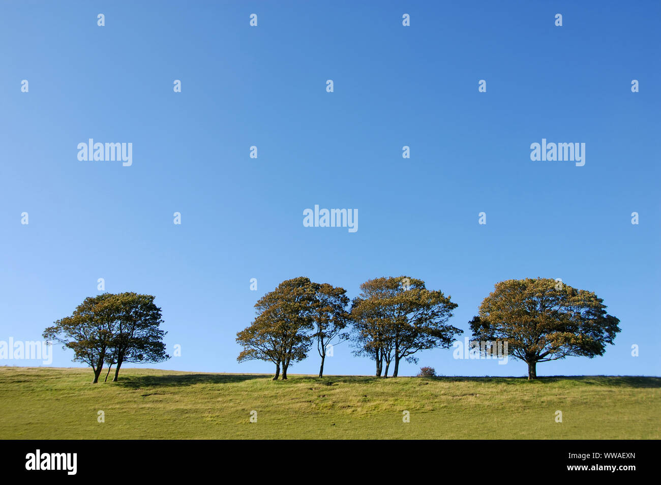Horizon line trees hi-res stock photography and images - Alamy