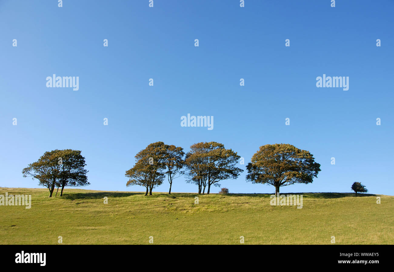 Horizon line trees hi-res stock photography and images - Alamy