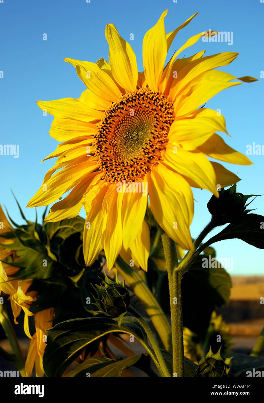 One bright yellow sunflower. The sunflower is set against a clear blue ...