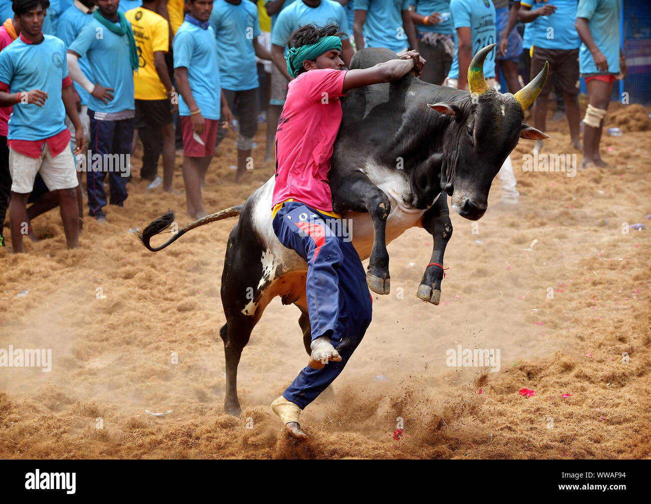 Jallikattu or Taming the bull ( Indian bull fight ) is held in the ...
