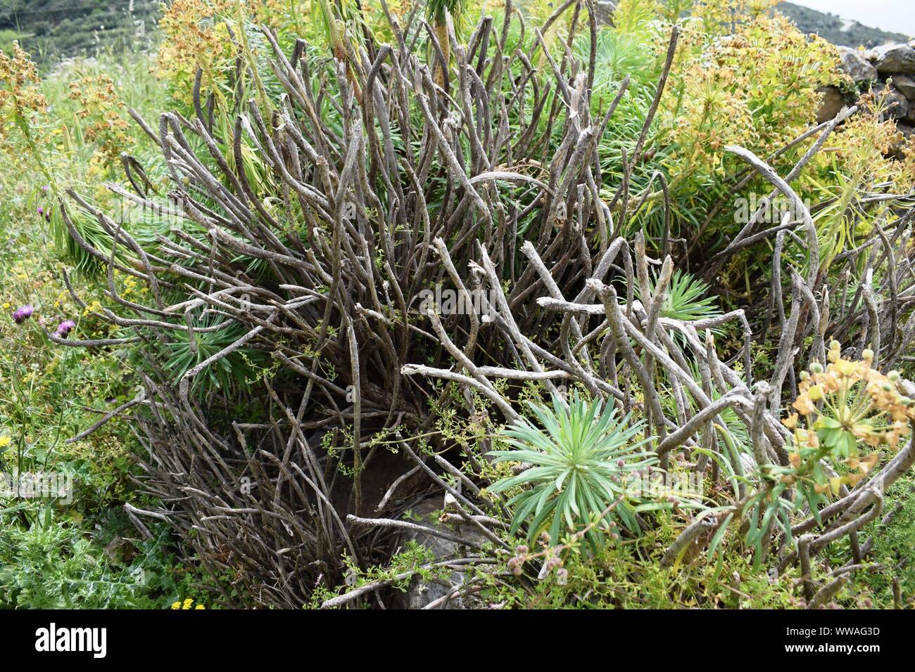 The mani flowers hi-res stock photography and images - Alamy