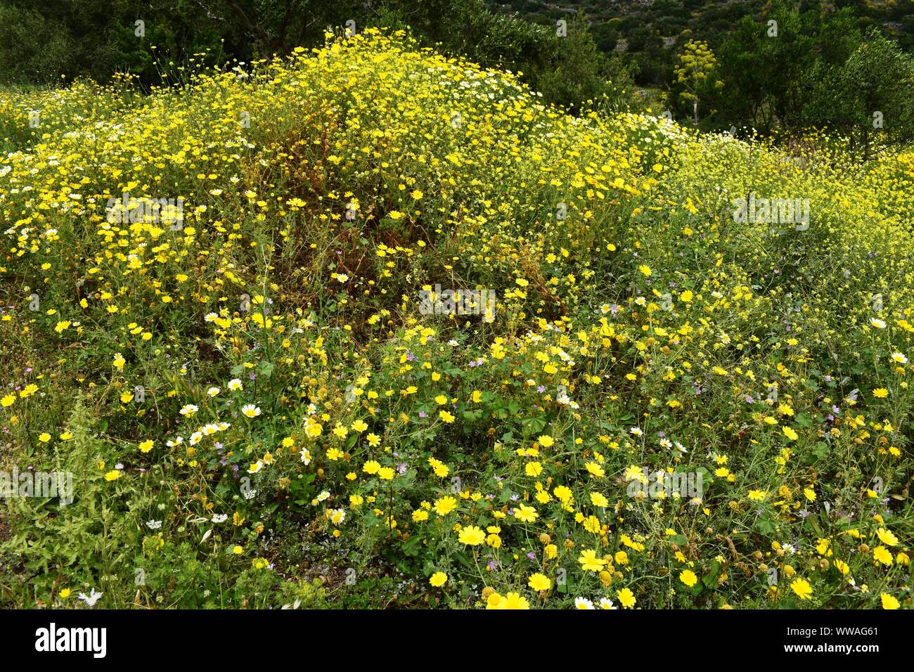 flowers from the castle, medieval, house, Vathia, Mani, Greece Stock ...
