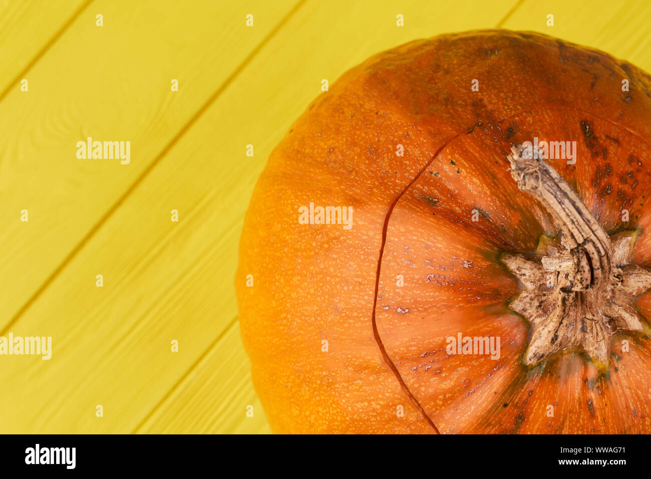 Stem of yellow pumpkin close up Stock Photo - Alamy