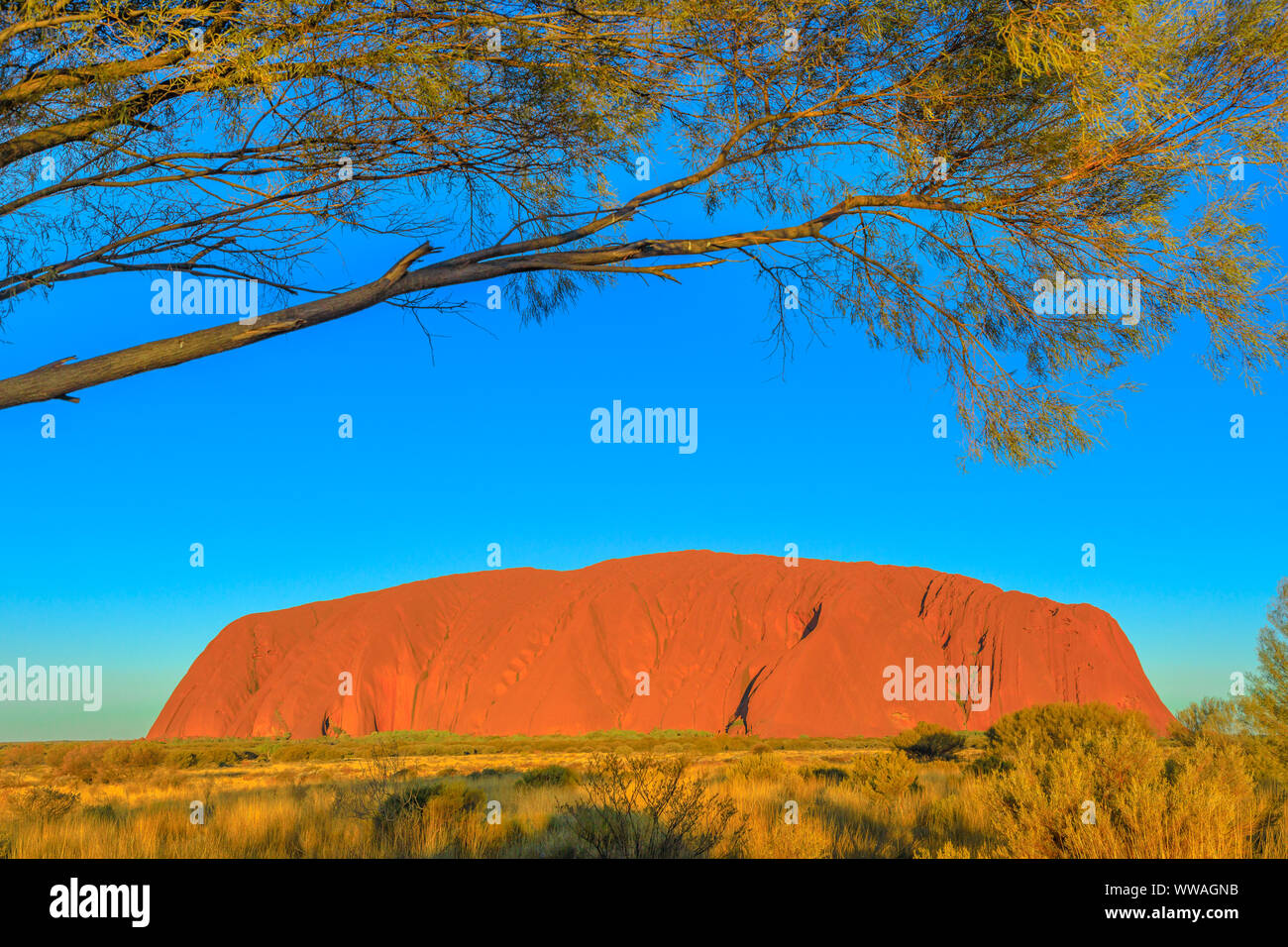 Bush vegetation branches of Australian dry season outback frame the red ...