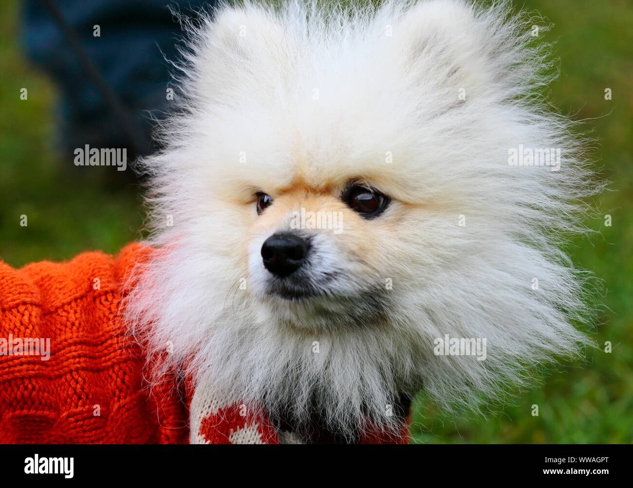 A Bichon frise dog outdoors wearing a red coat to protect it from cold ...