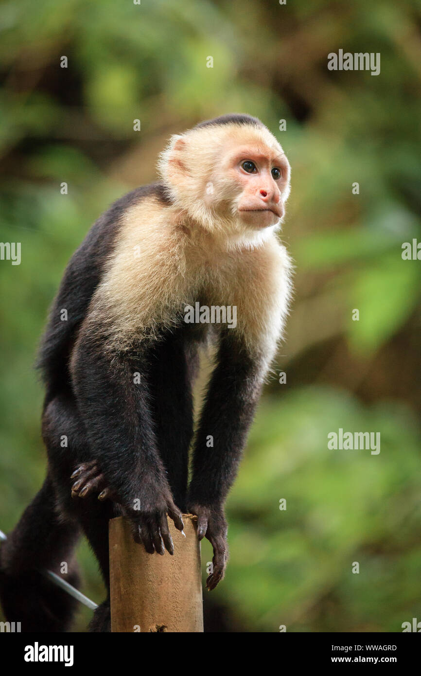 Capuchin monkey in a tropical forest in Costa Rica Stock Photo - Alamy
