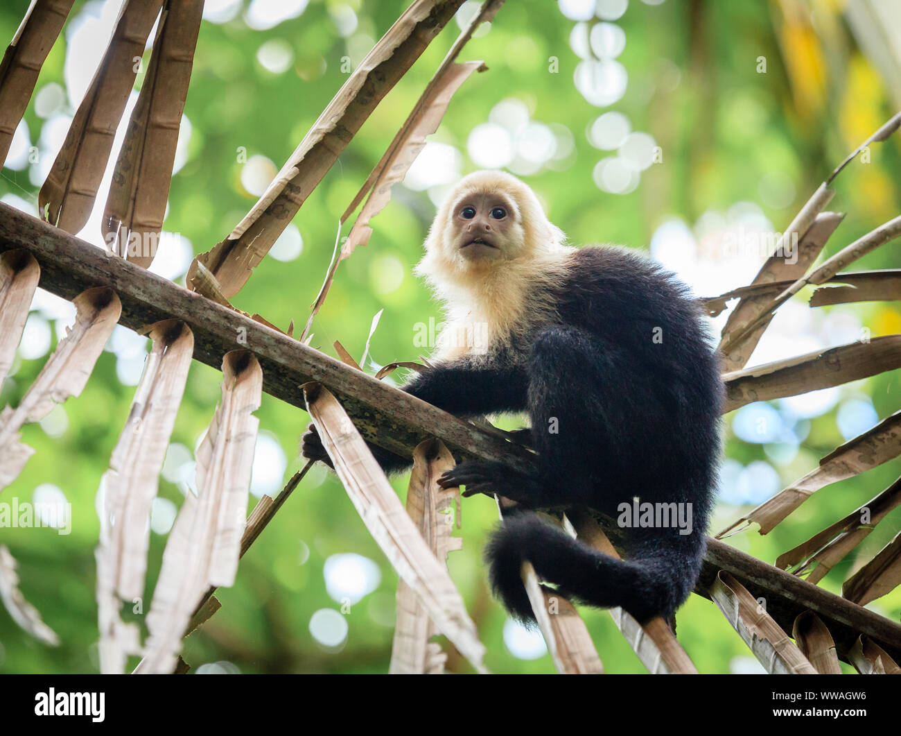 Capuchin monkey in a tropical forest in Costa Rica Stock Photo - Alamy