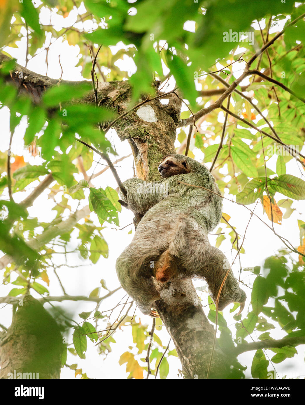 Sloth tree hi-res stock photography and images - Alamy