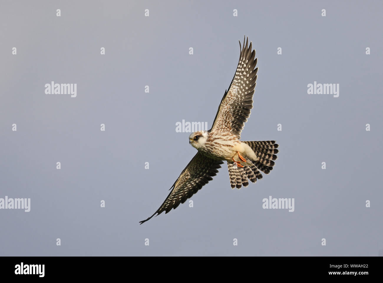 Young Red-footed falcon (Falco vespertinus) in flight Stock Photo - Alamy