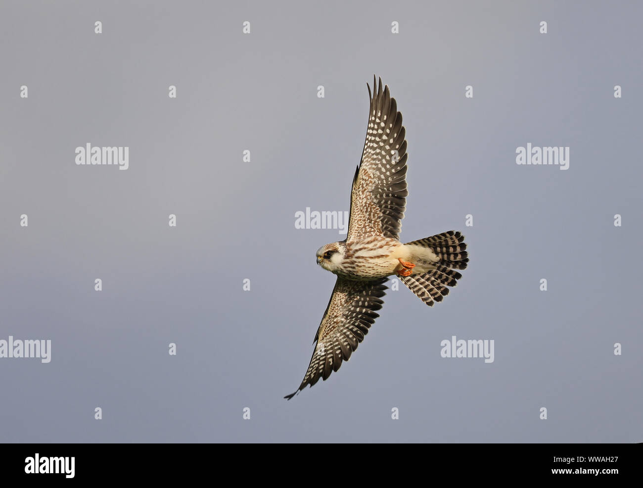 Young Red-footed falcon (Falco vespertinus) in flight Stock Photo - Alamy