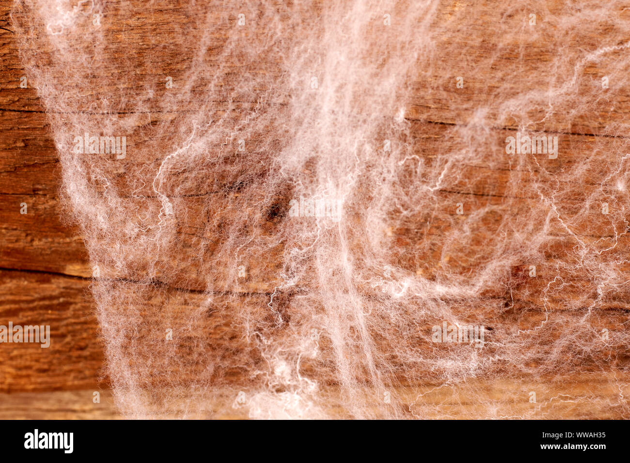 Halloween background with decorative creepy web Stock Photo - Alamy