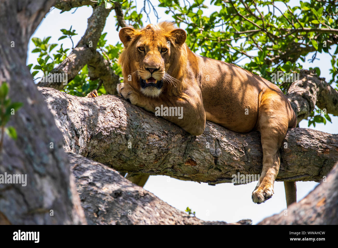 Portrait of lion (Panthera leo) resting on tree branch, Queen Elizabeth ...