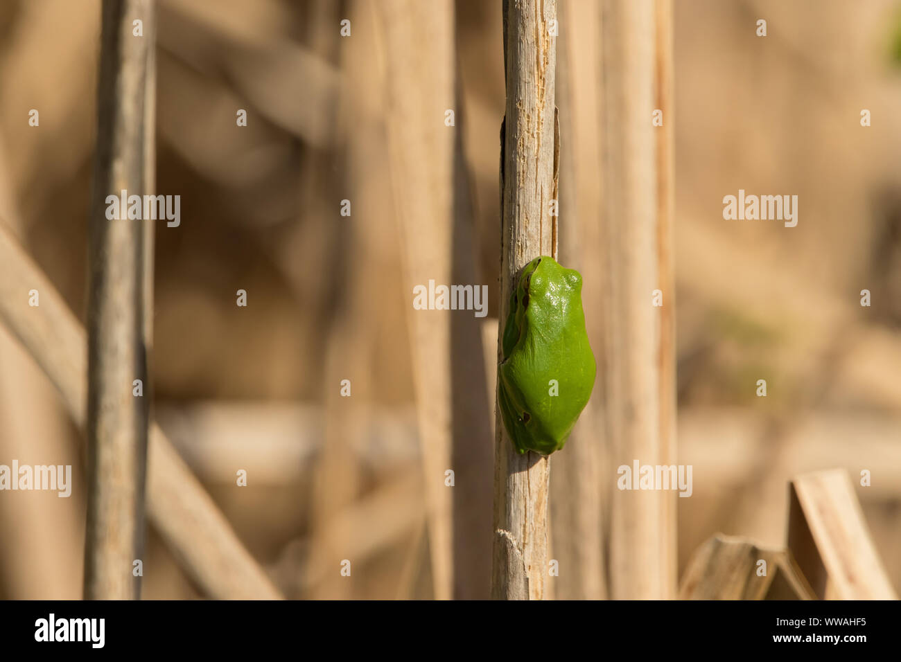 Hyla arborea, captured in Albania, a very peaceful frog Stock Photo - Alamy