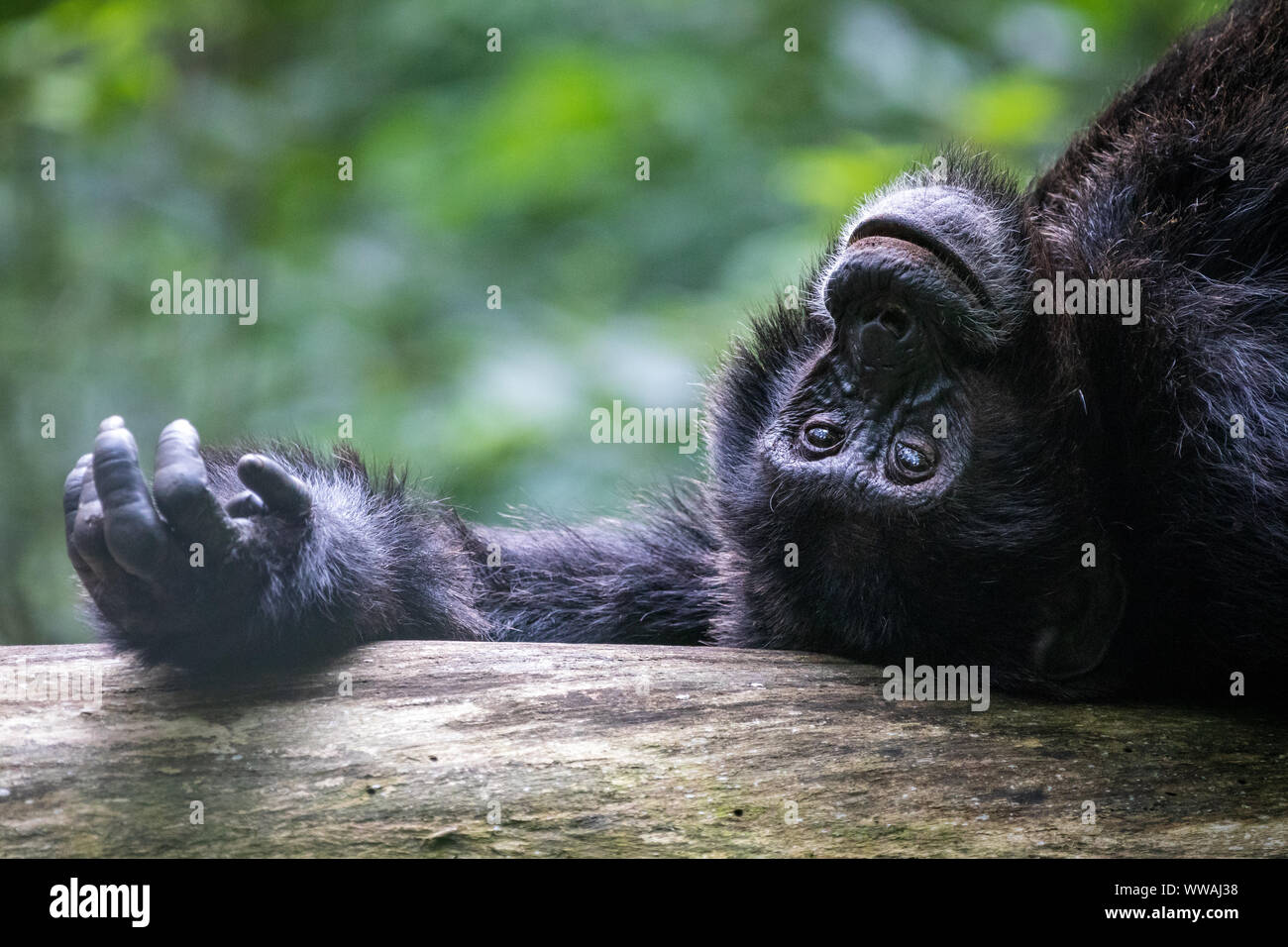 Chimp Portrait High Resolution Stock Photography and Images - Alamy