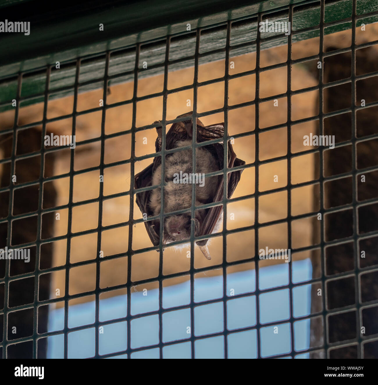 Small bat in window of Johannine Library at University of Coimbra Stock ...