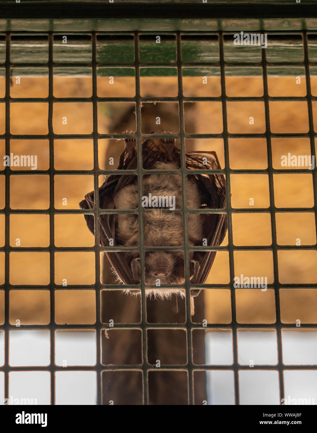 Small bat in window of Johannine Library at University of Coimbra Stock ...