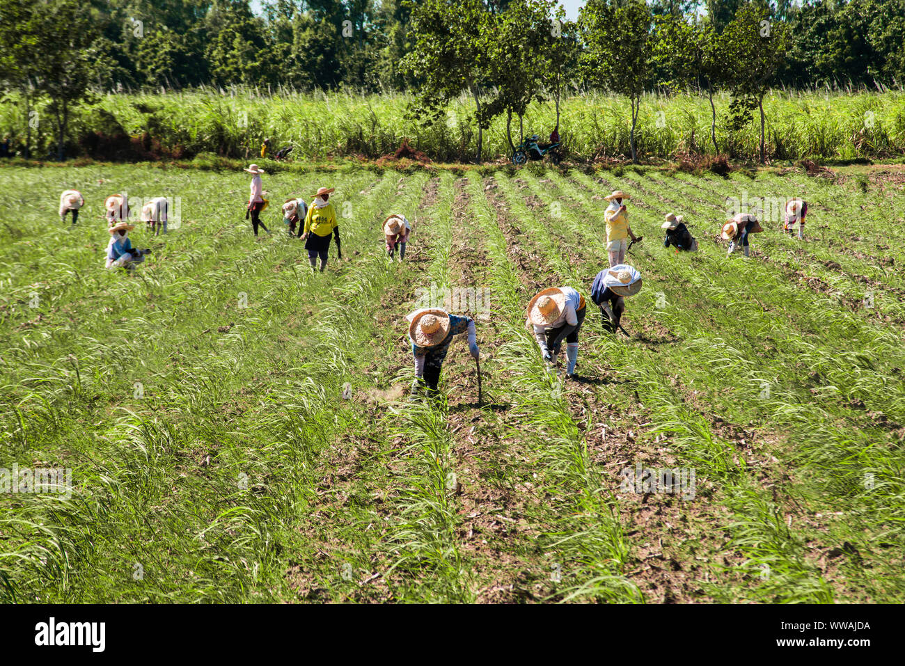 sugar cane planting Stock Photo - Alamy