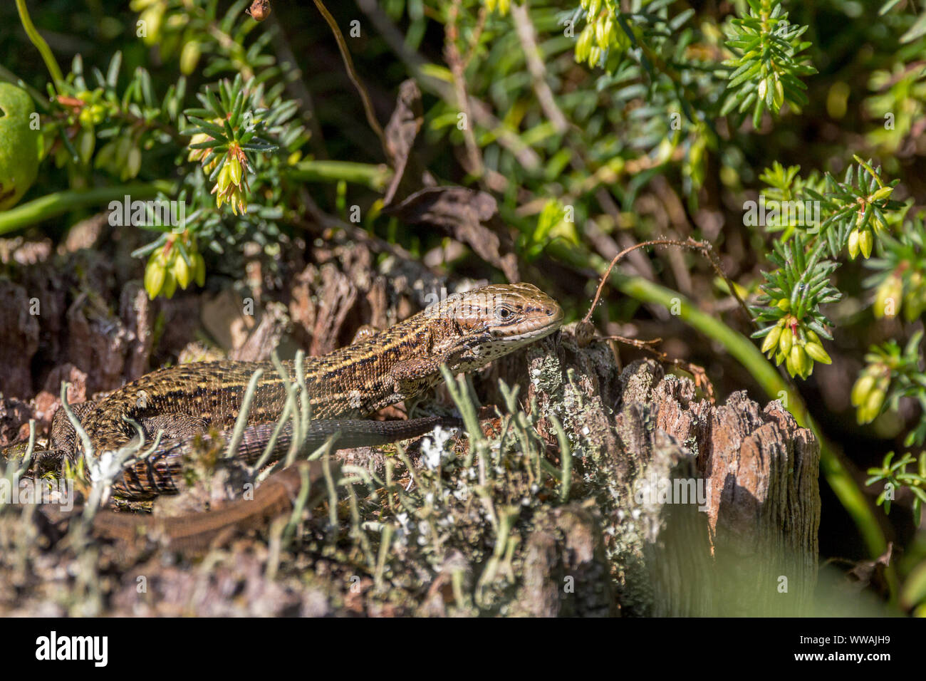 Common Lizard (Lacerta vivipara) long narrow body and very long tail ...