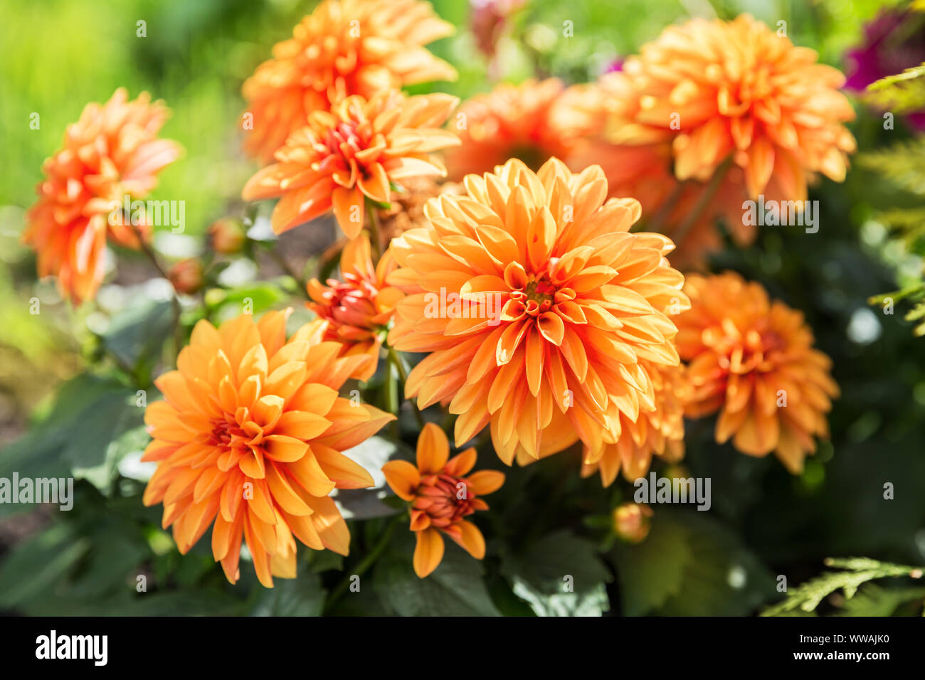 Orange dahlia bud hi-res stock photography and images - Alamy