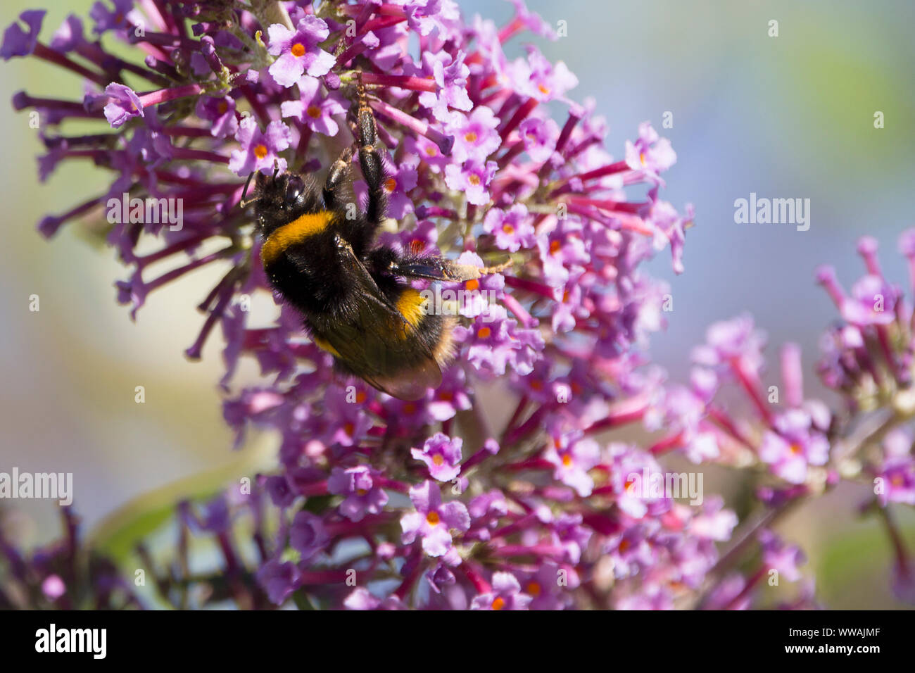 Broad yellow abdomen band hi-res stock photography and images - Alamy
