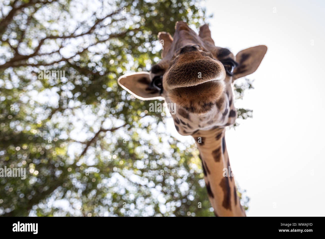 Side looking giraffe hi-res stock photography and images - Alamy