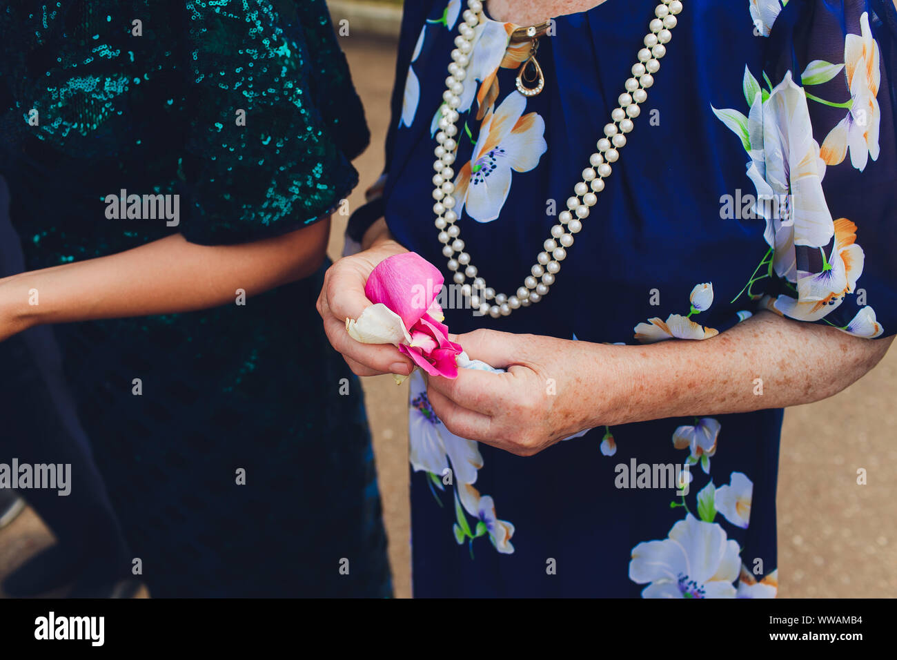Hand of a woman full of rose petals ready to throw, focus on petals ...