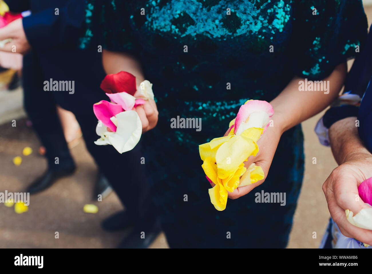 Hand of a woman full of rose petals ready to throw, focus on petals ...