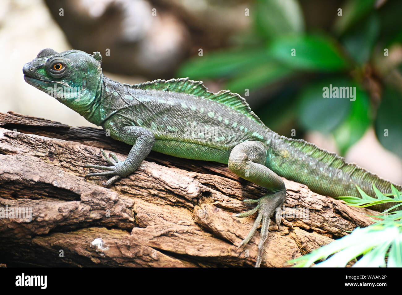 Basilisk Lizard High Resolution Stock Photography and Images - Alamy