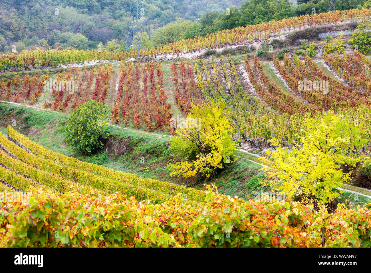 autumn vineyards in Rhona region, France Stock Photo - Alamy
