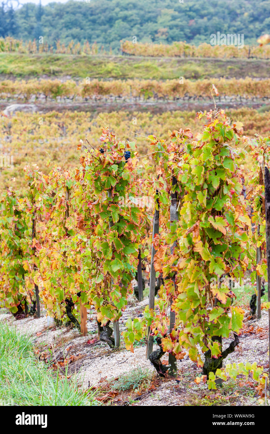 autumn vineyards in Rhona region, France Stock Photo - Alamy