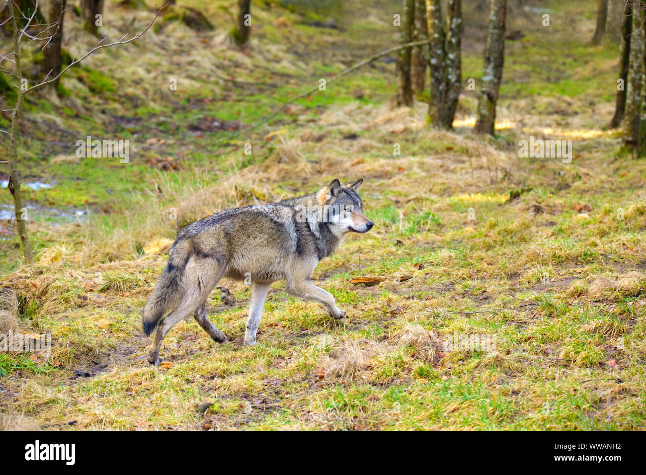 Wild male wolf walking in the forest in the autumn colored forest Stock ...