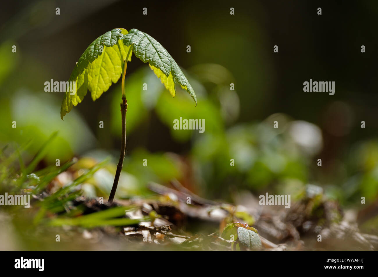 Young little tree in forest in spring spreading its fresh green leaves ...