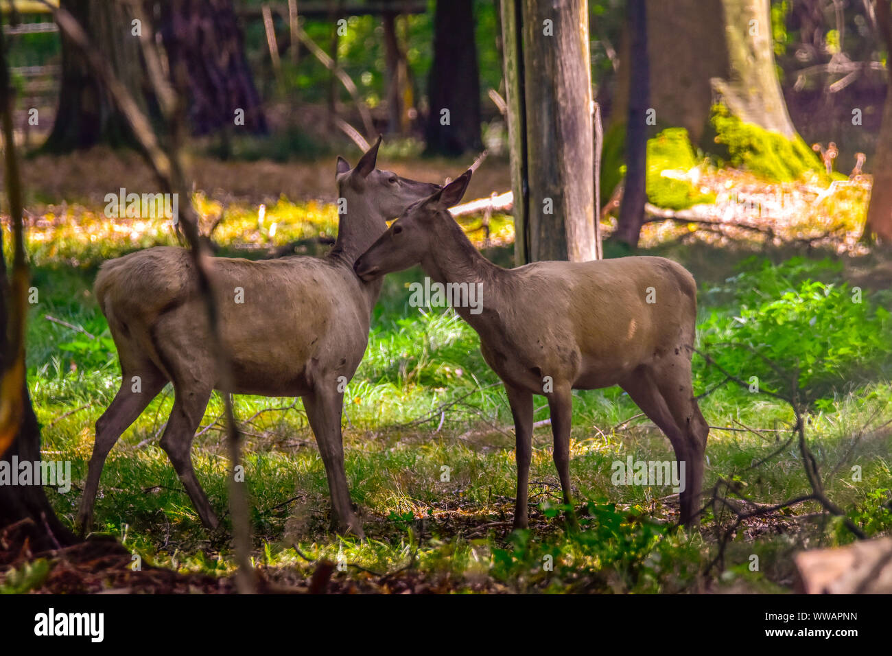 Red deer in the nature in the forest Stock Photo - Alamy