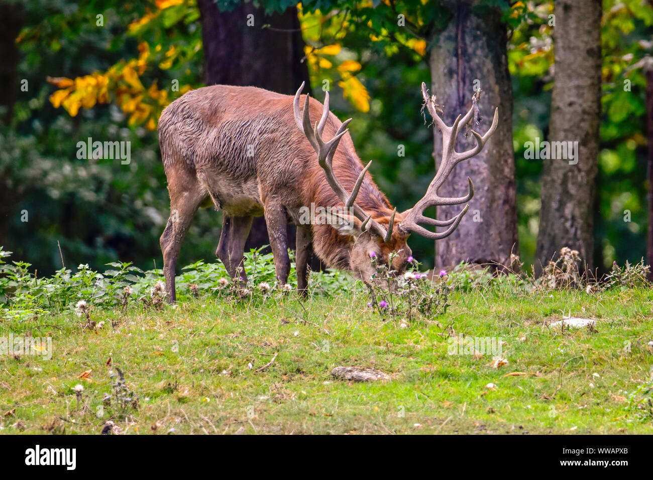Red deer in the nature in the forest Stock Photo - Alamy