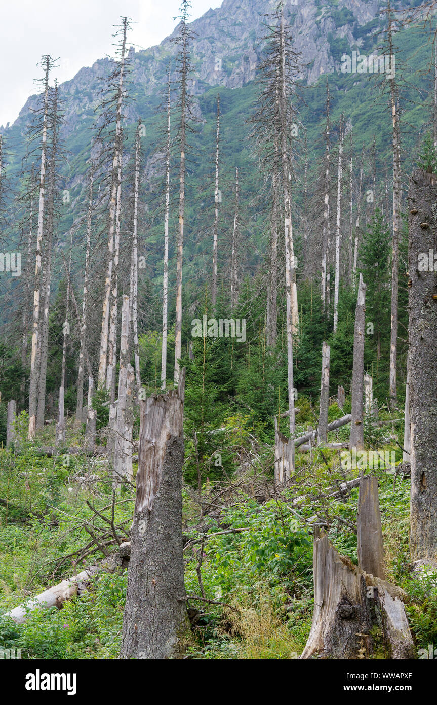 Dead spruce trees are infected by the European spruce bark beetle in ...