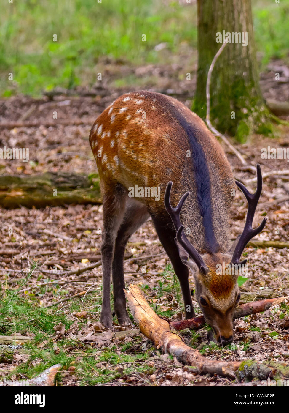 fallow deer, sika, roe deer in the forest Stock Photo - Alamy