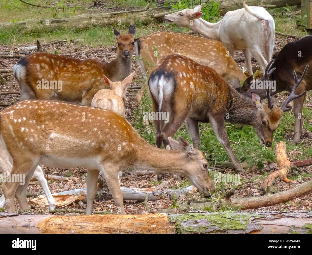 fallow deer, sika, roe deer in the forest Stock Photo - Alamy