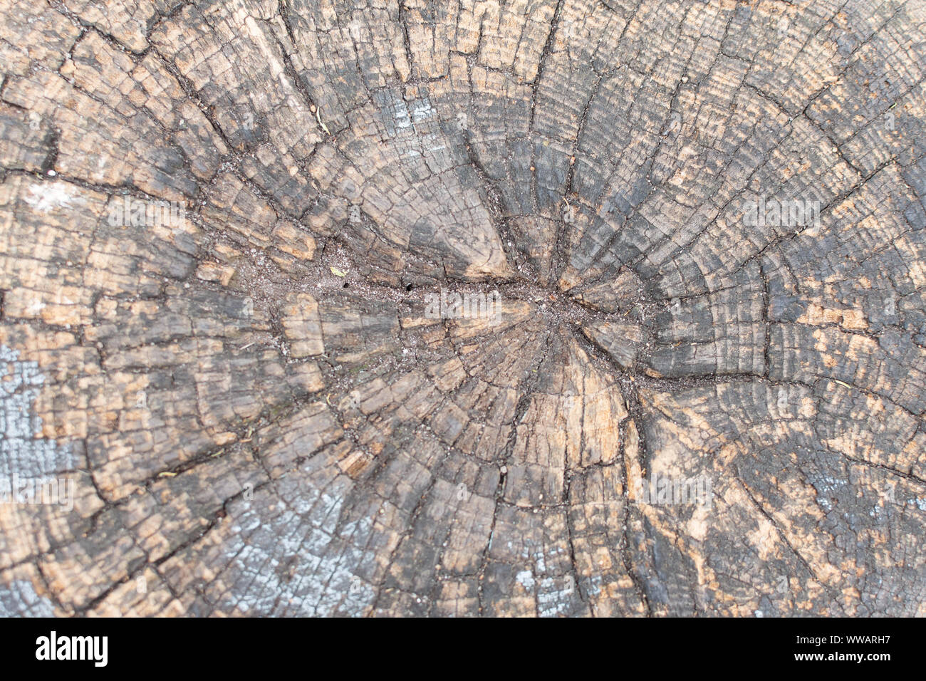 Cut wood texture, natural background , tree stump close up Stock Photo ...