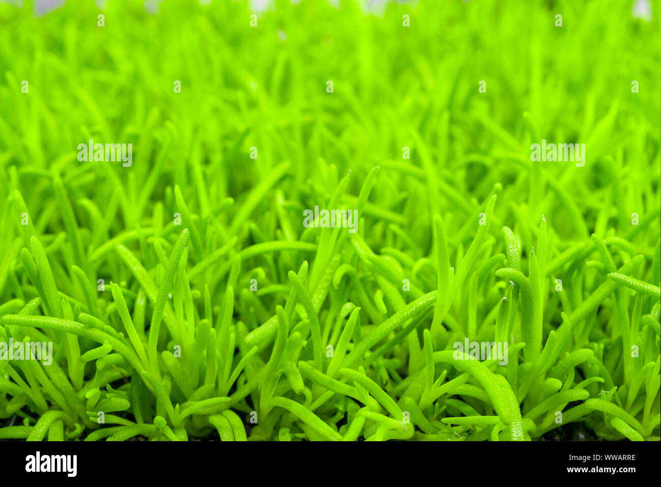 Young green plants in farm field. Agriculture. Cultivation of edible ...