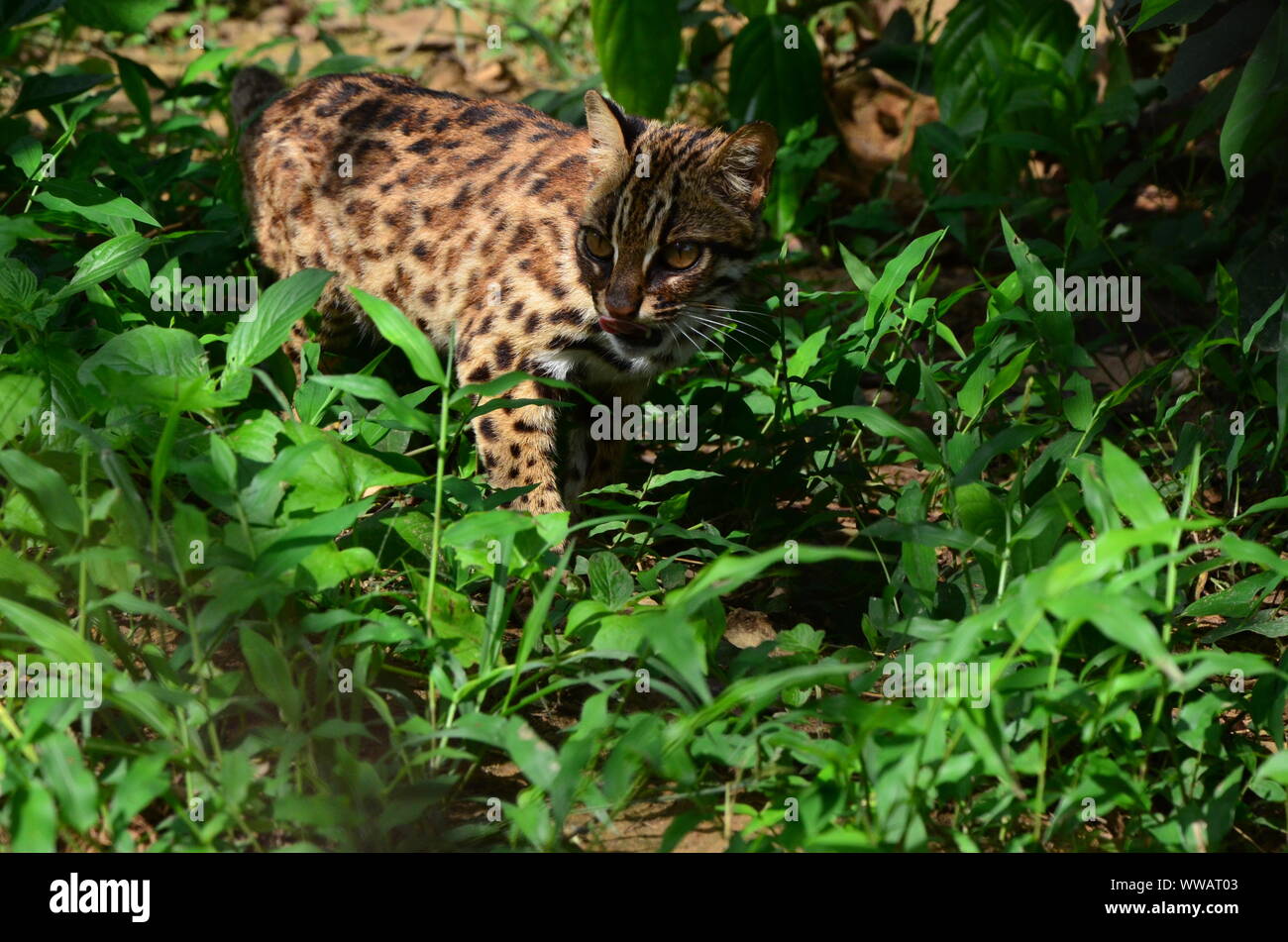 Rangapahar zoo hi-res stock photography and images - Alamy